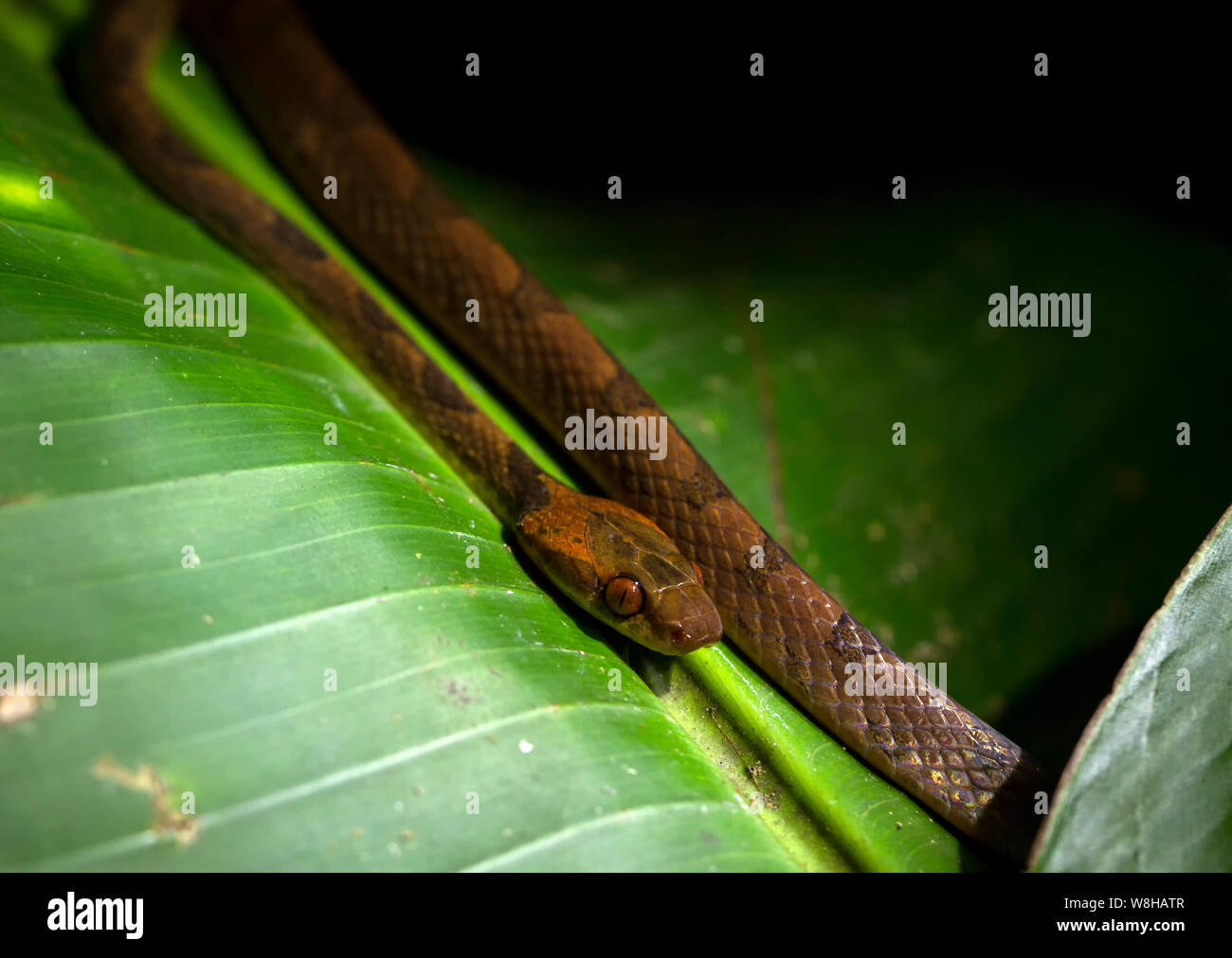 Snake costa rica Banque de photographies et d’images à haute résolution ...