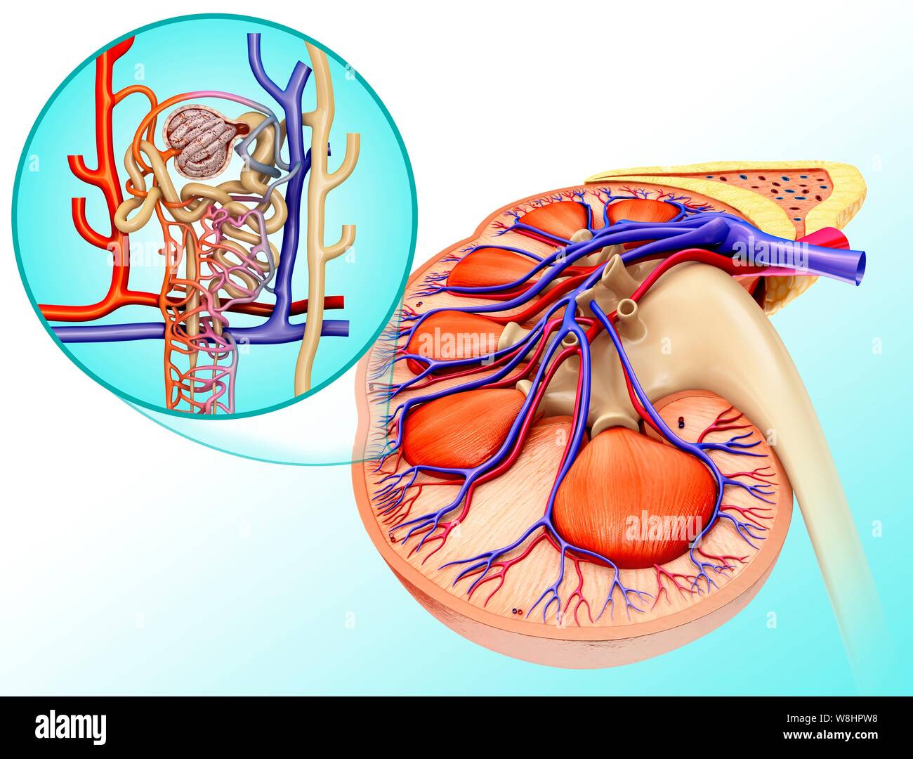 Illustration de la structure et l'Anatomie du rein du néphron Photo ...