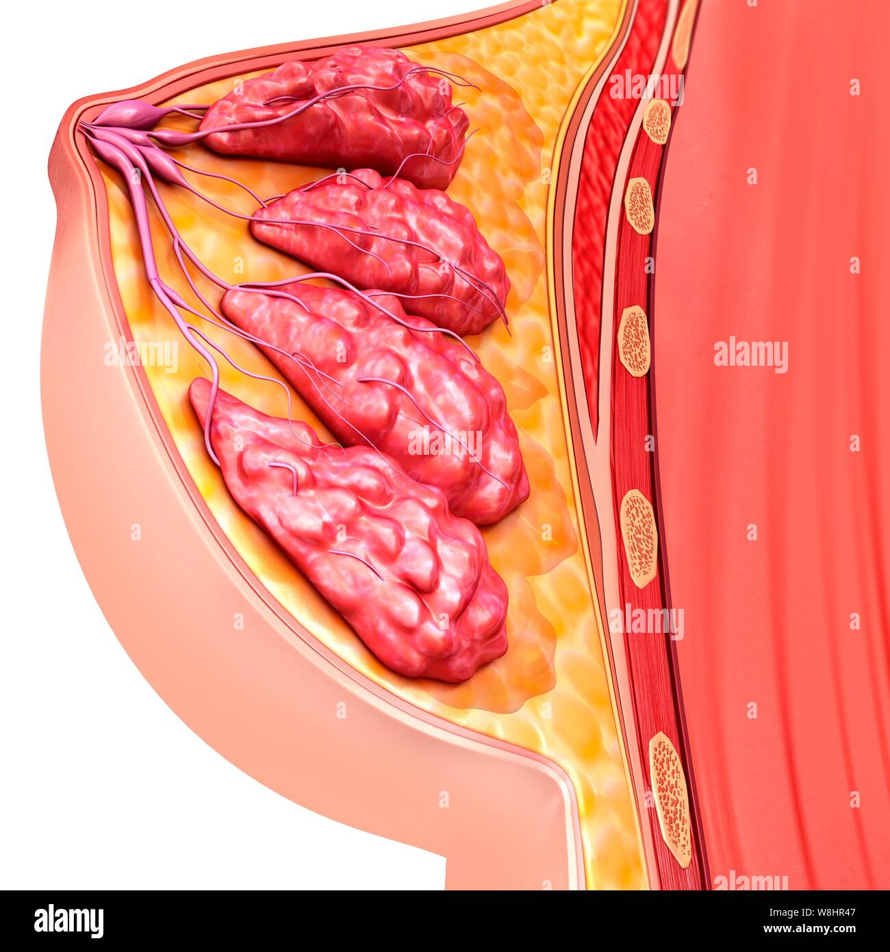 Illustration De L anatomie Du Sein Chez La Femme Photo Stock Alamy