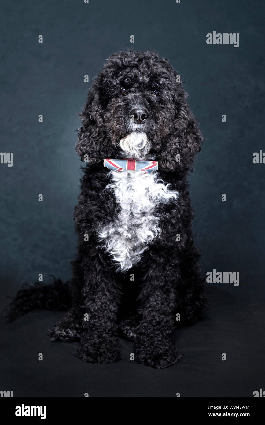 Portrait cockapoo Banque de photographies et d’images à haute ...