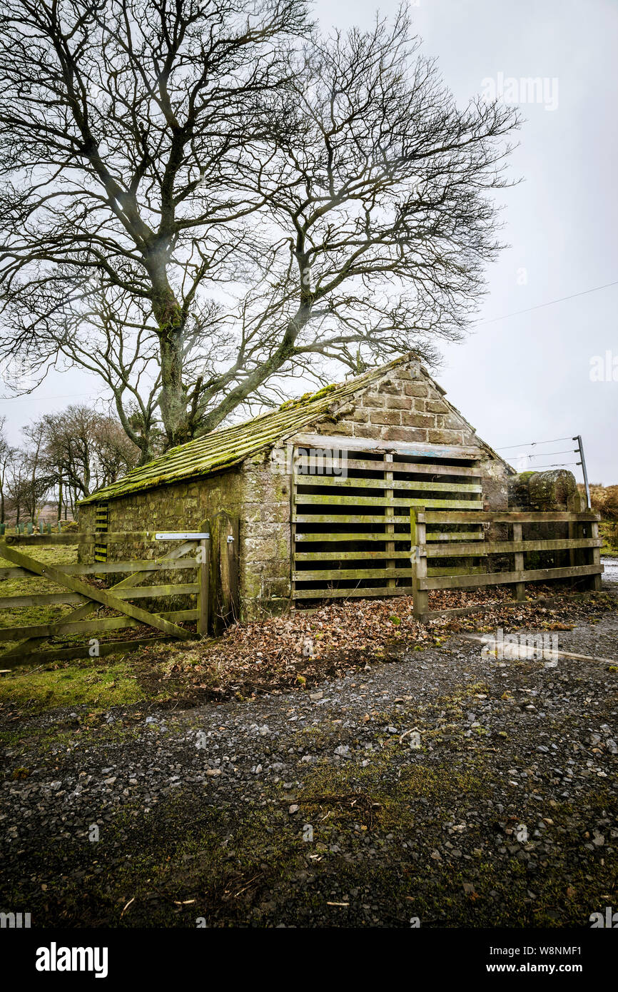 Vieille cabane en bois ou shack avec des arbres derrière, près de ...