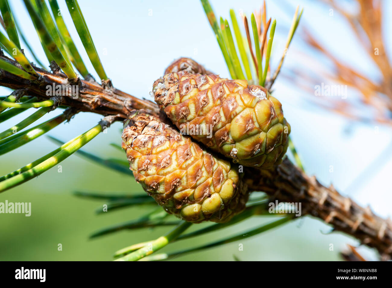 Le pin rouge arbre avec de petits cônes lors d'une journée ensoleillée ...