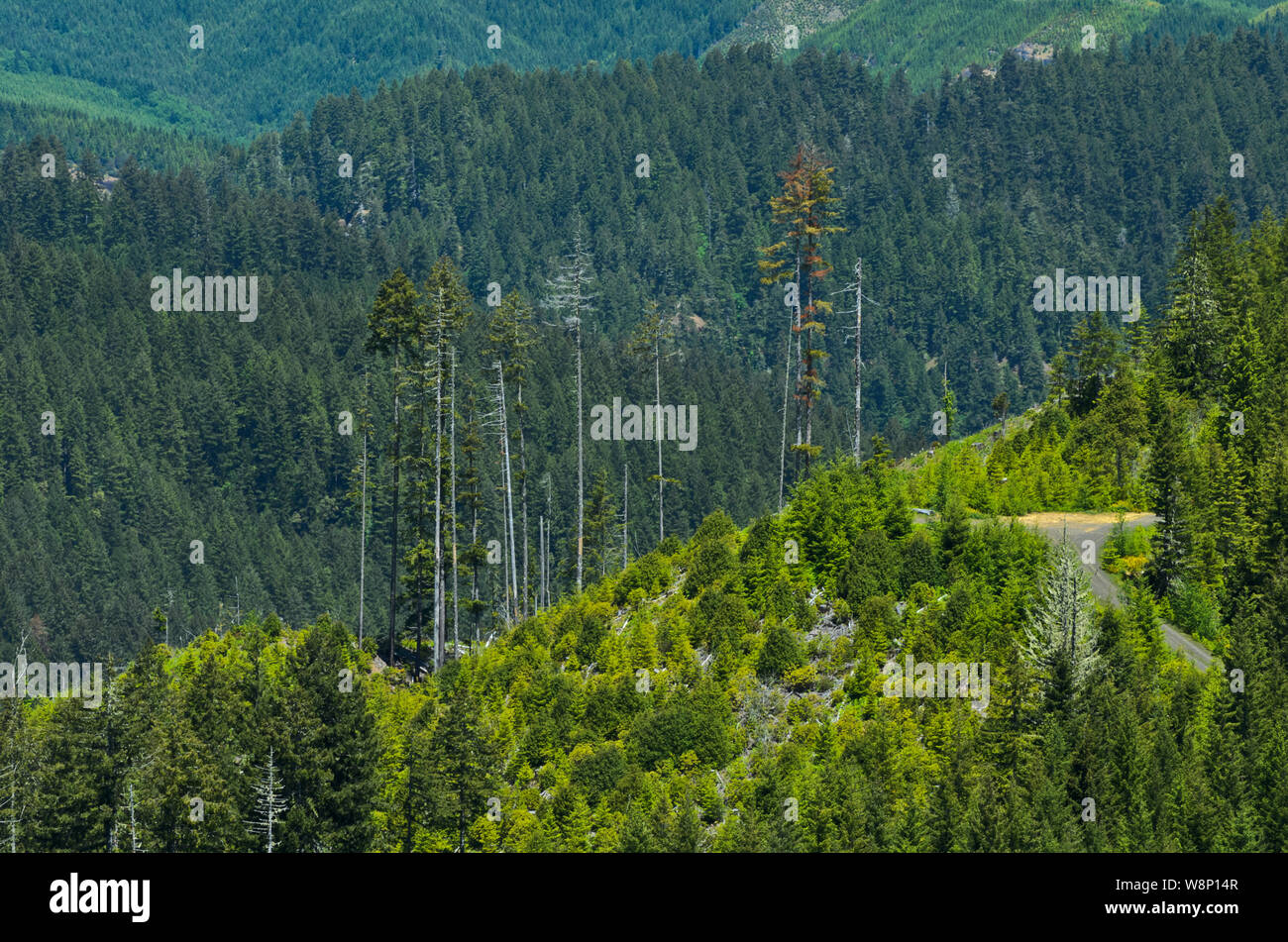 Elliott state forest Banque de photographies et d’images à haute ...