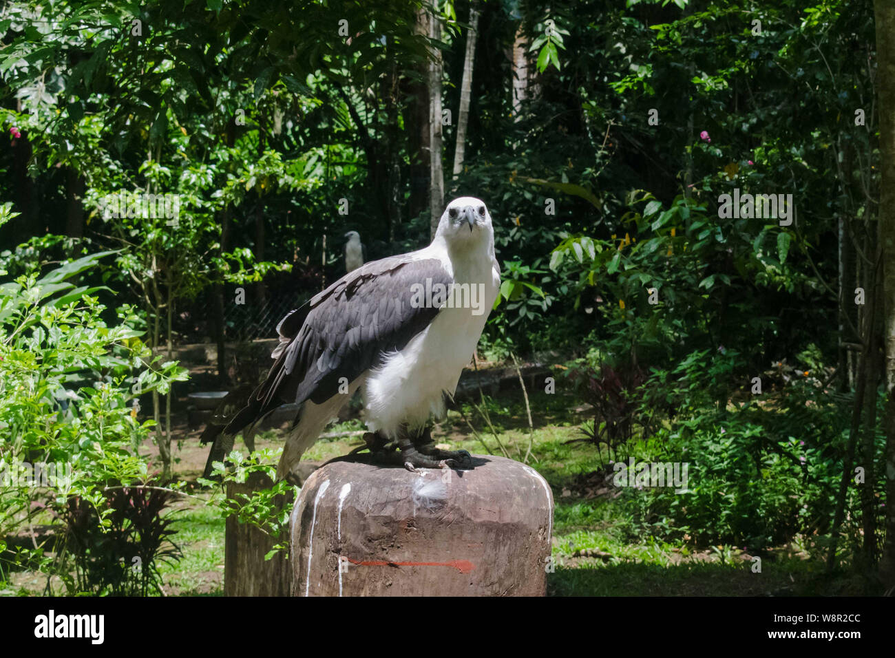 Faune philippine Banque de photographies et d’images à haute résolution ...