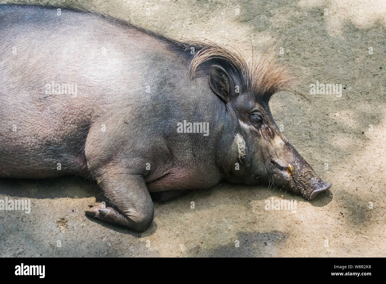 Le Philippine Warty Pig portant sur le revêtement en béton. On trouve ...