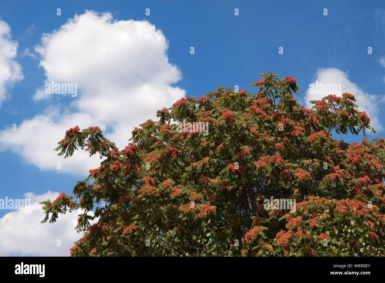 Arbre de vernis chinois Banque de photographies et d’images à haute ...