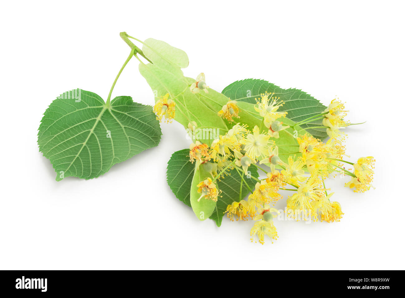 Tilleul feuille Banque de photographies et d’images à haute résolution ...