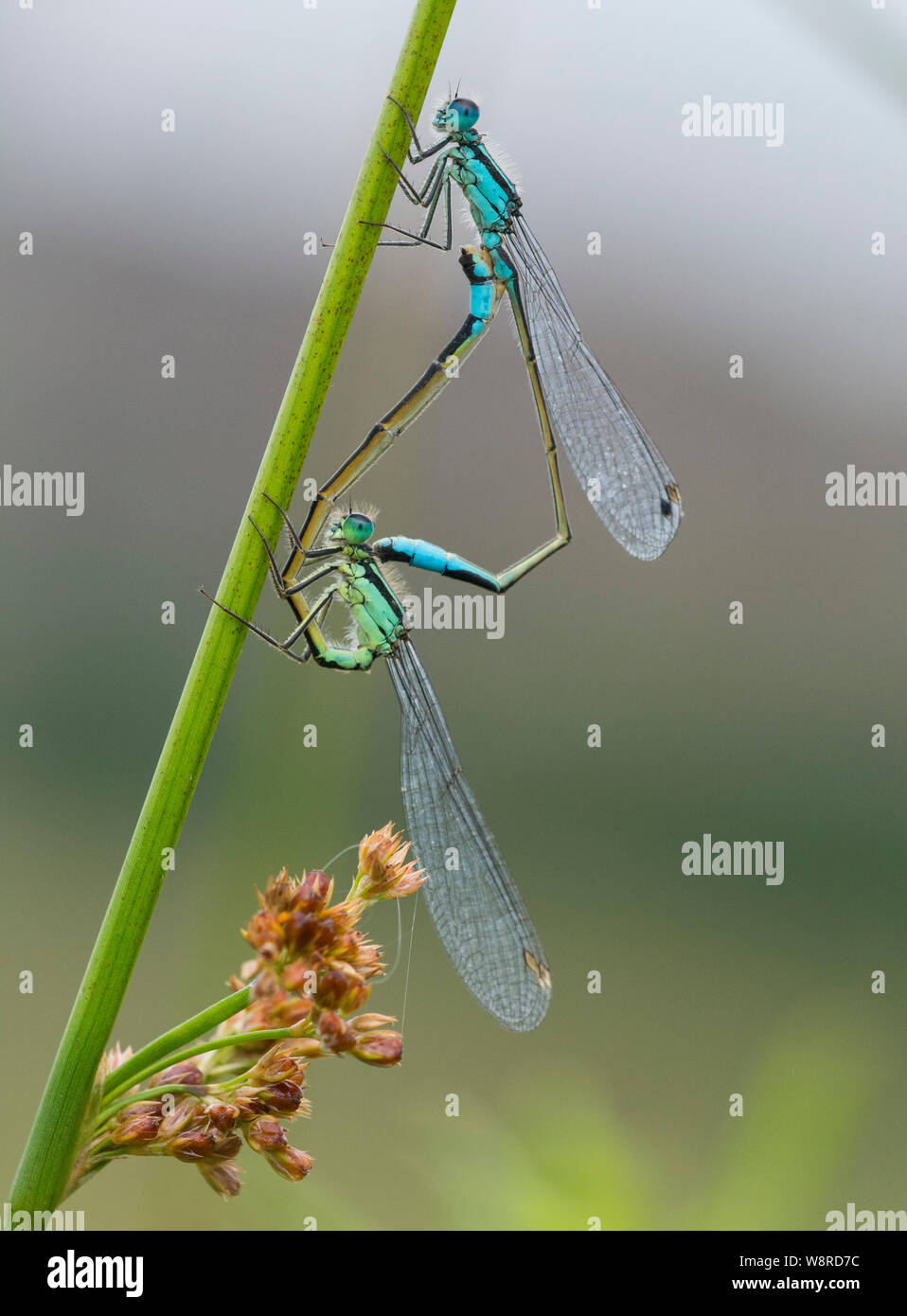 Damselflies mating Banque de photographies et d’images à haute ...