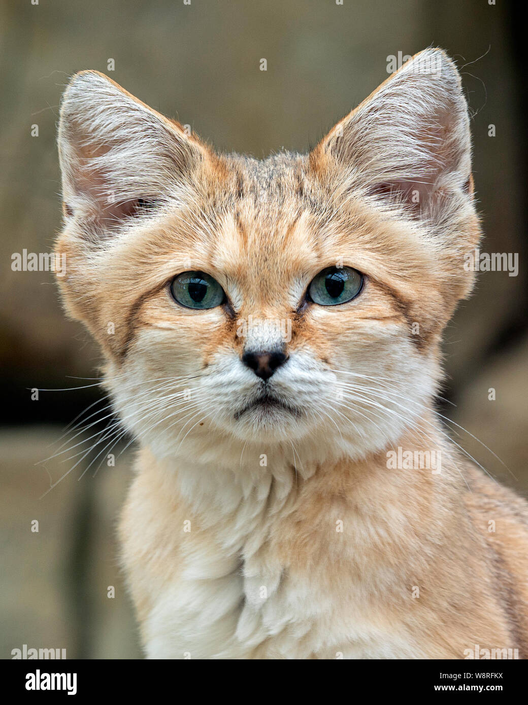 Chat des sables Banque de photographies et d’images à haute résolution ...