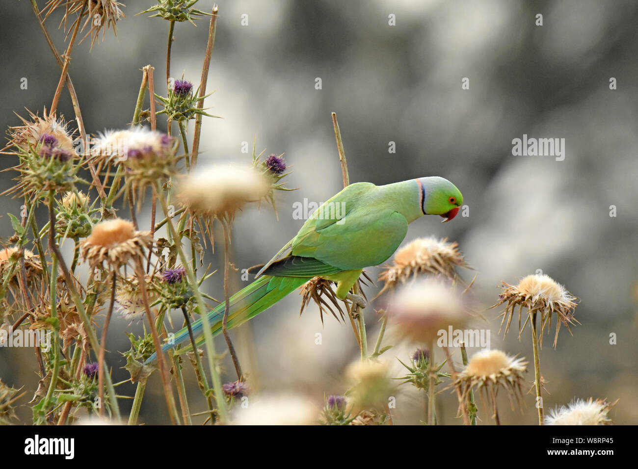 Perruche verte sur fond blanc Banque de photographies et d’images à ...