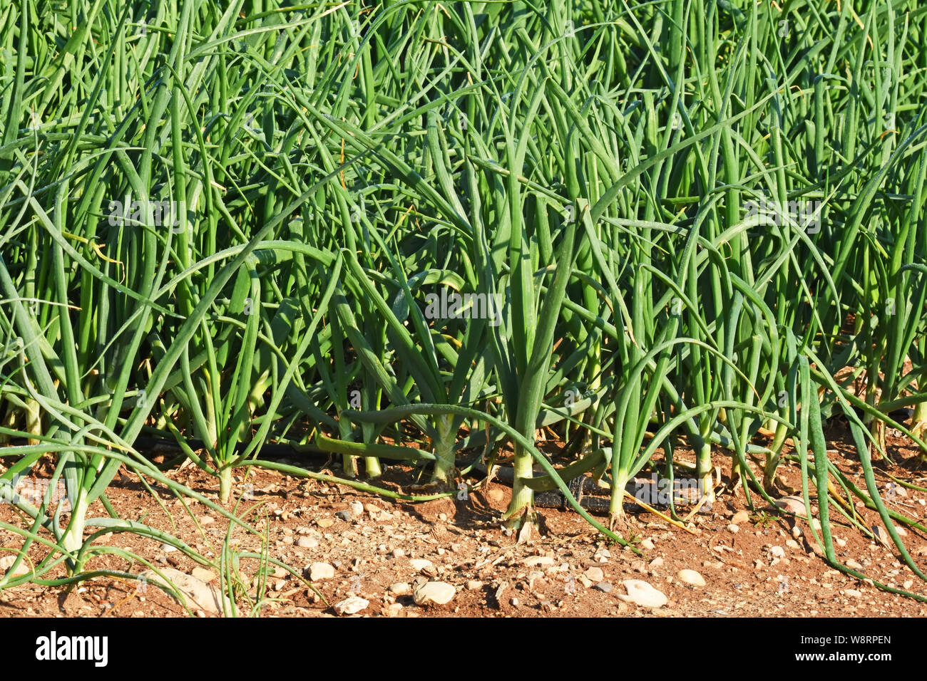 Champ d'oignon vert Banque de photographies et d’images à haute ...