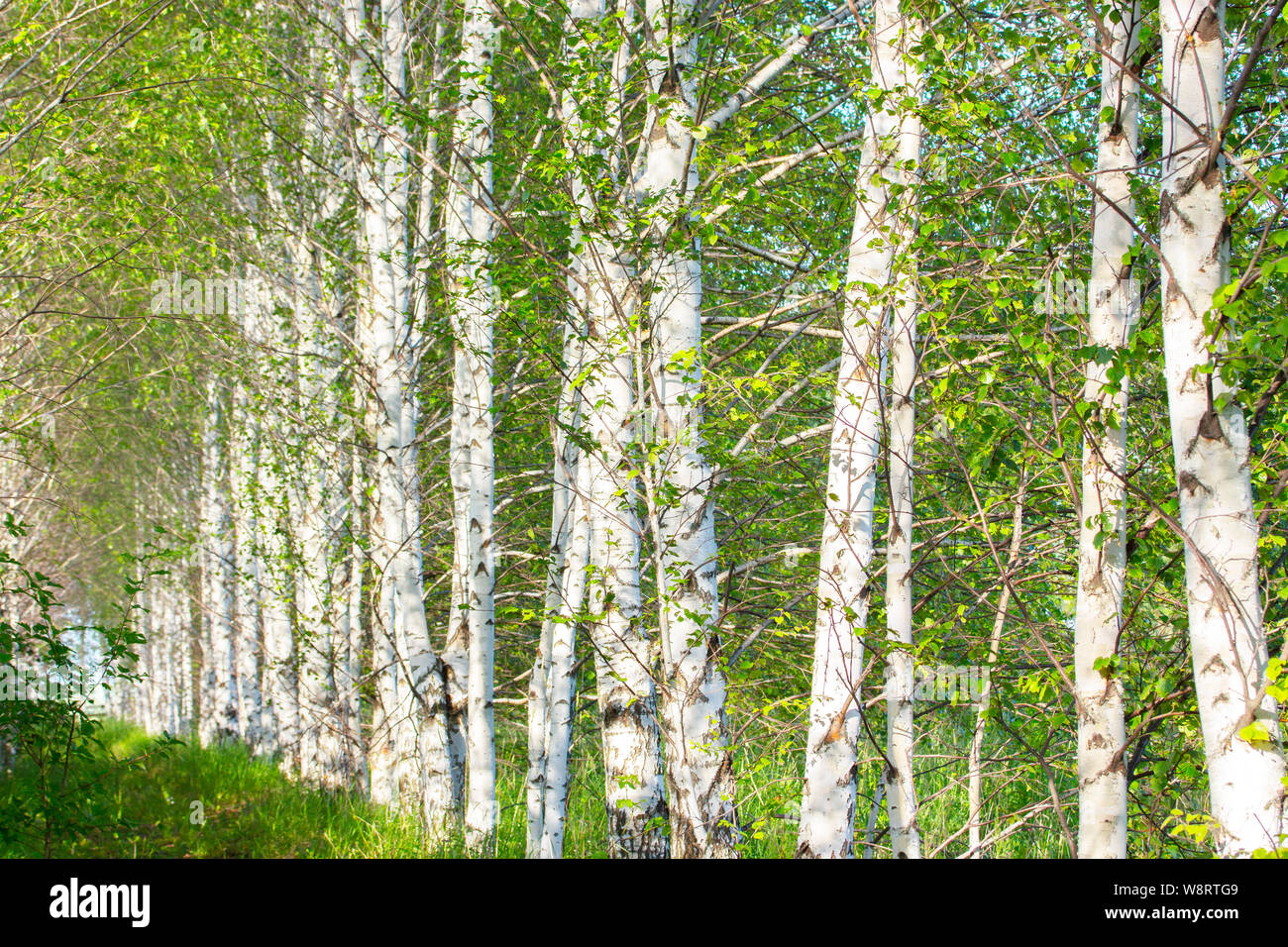 Bosquet de bouleaux Banque de photographies et d’images à haute ...