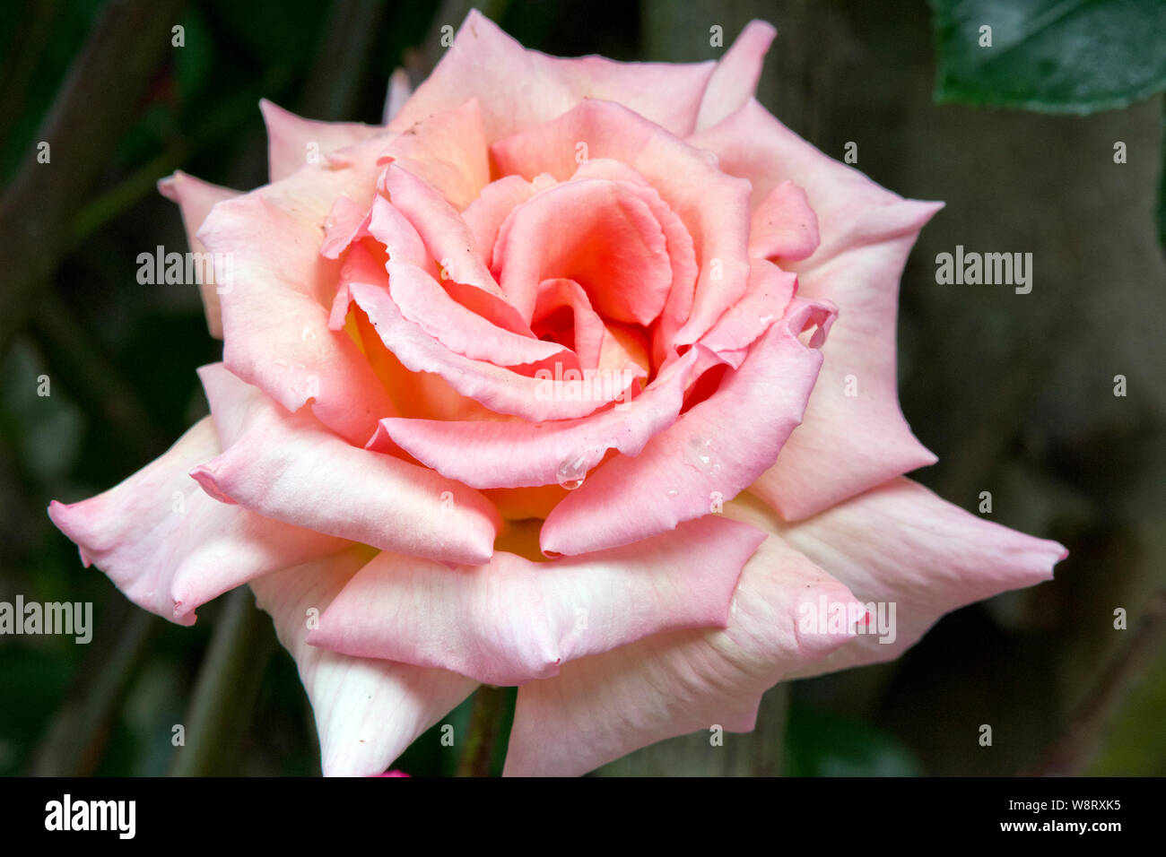 Rosa compassion climbing rose Banque de photographies et d’images à ...