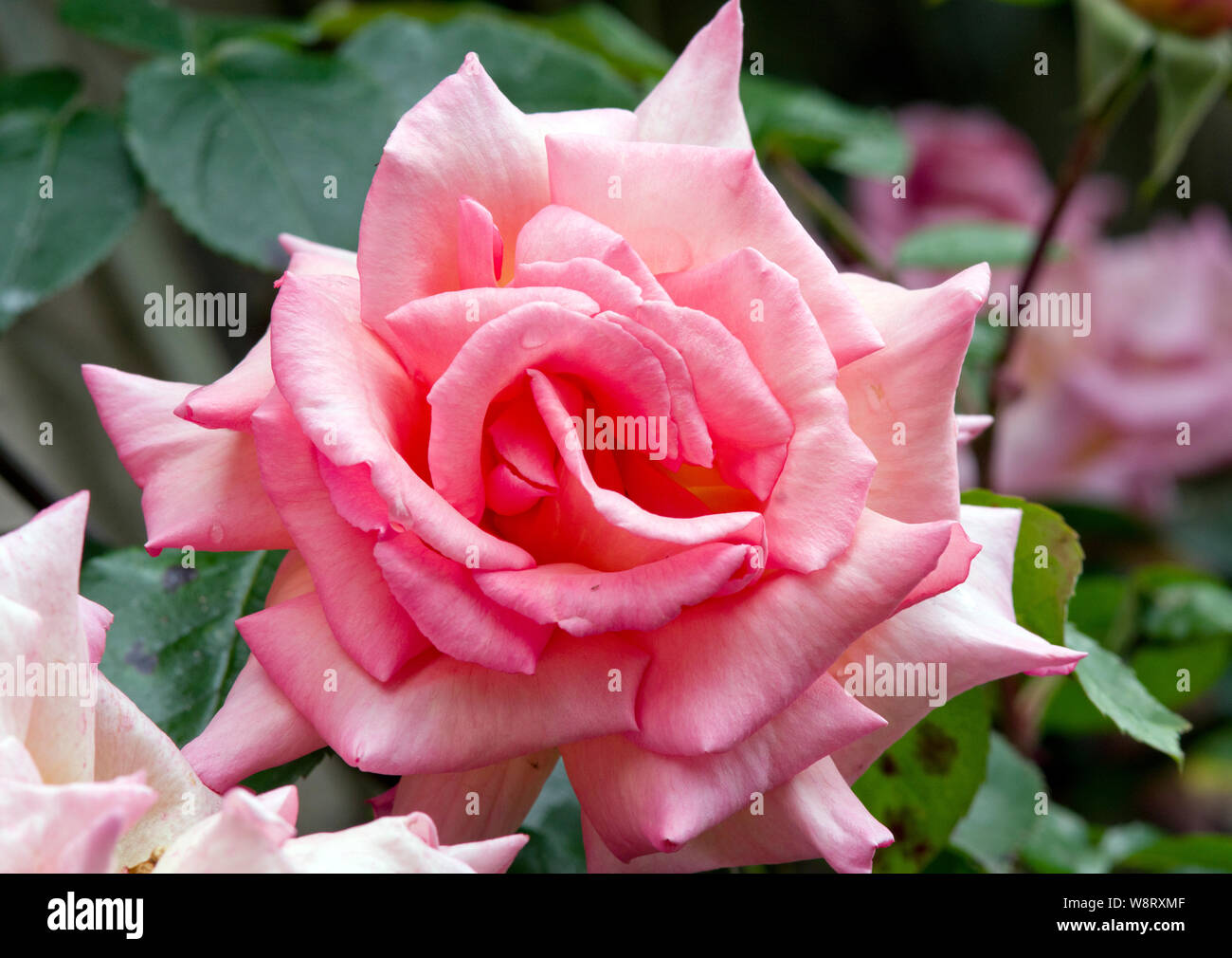 Rosa compassion climbing rose Banque de photographies et d’images à ...
