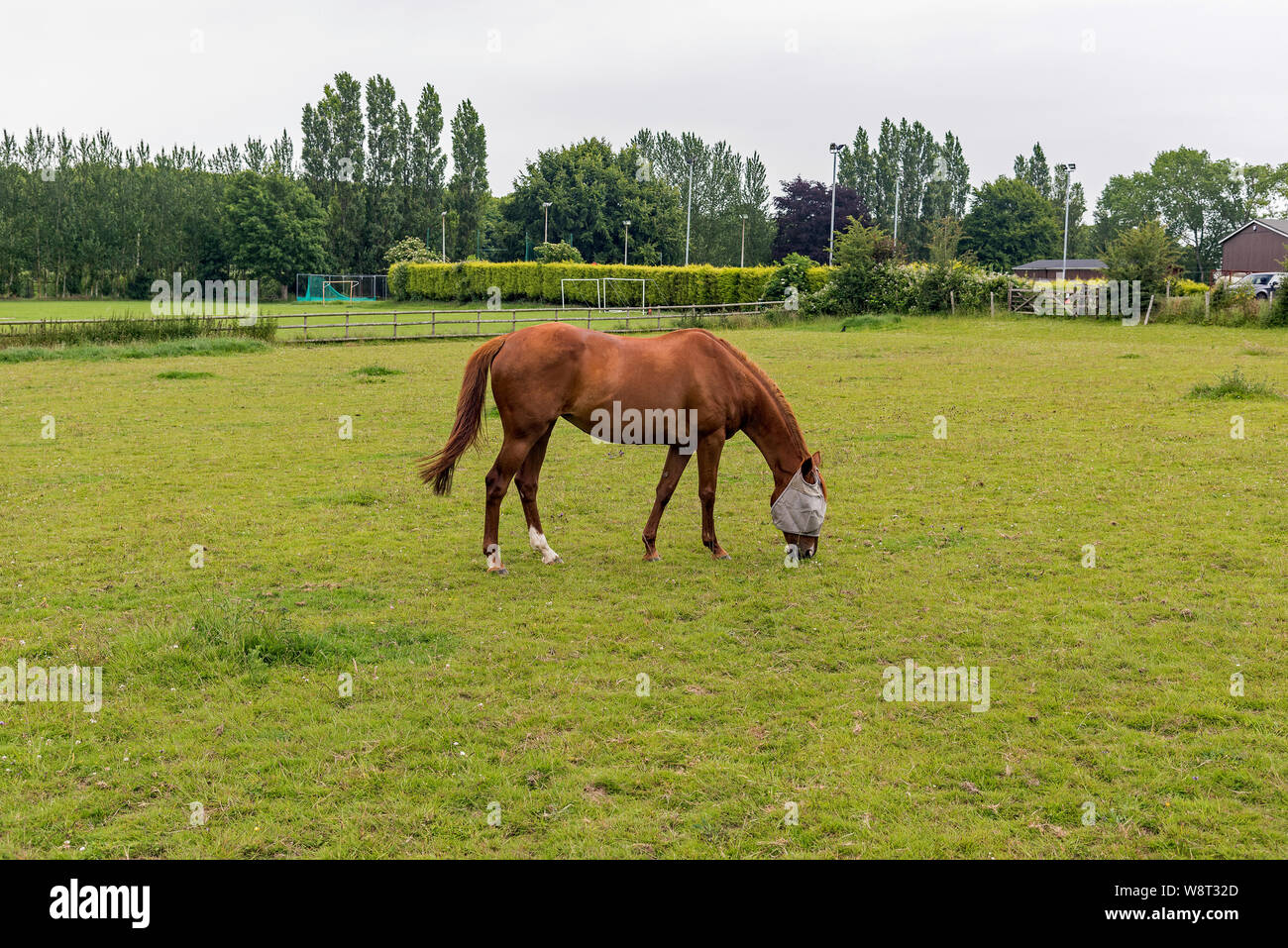 Chevaux dans les champs Banque de photographies et d’images à haute ...