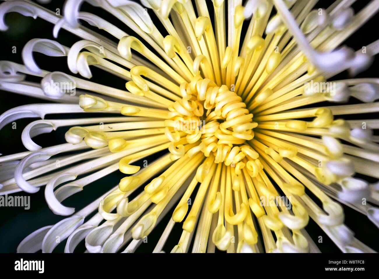 Chrysanthemum firework Banque de photographies et d’images à haute résolution - Alamy