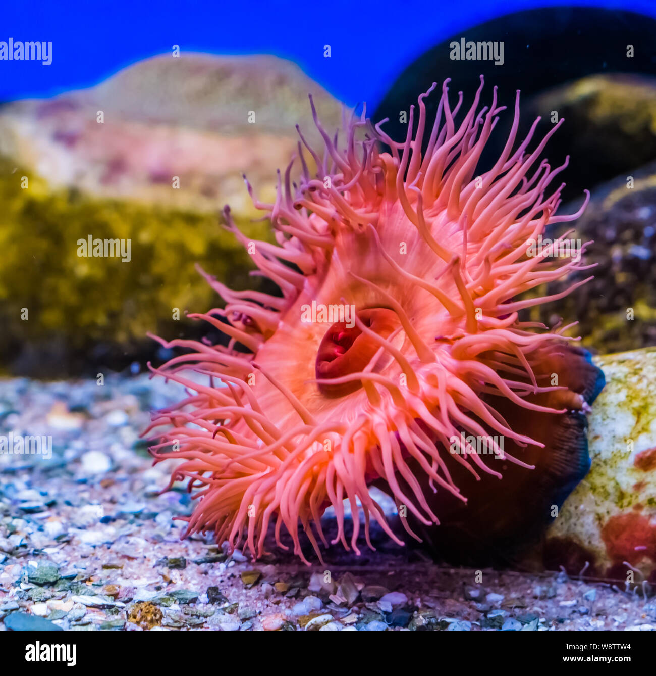 Gros plan magnifique d'une anémone de mer beadlet, tropical eau espèce ...
