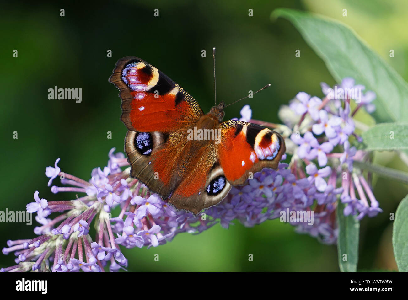Papillon Marron Et Blanc Banque d'image et photos - Alamy