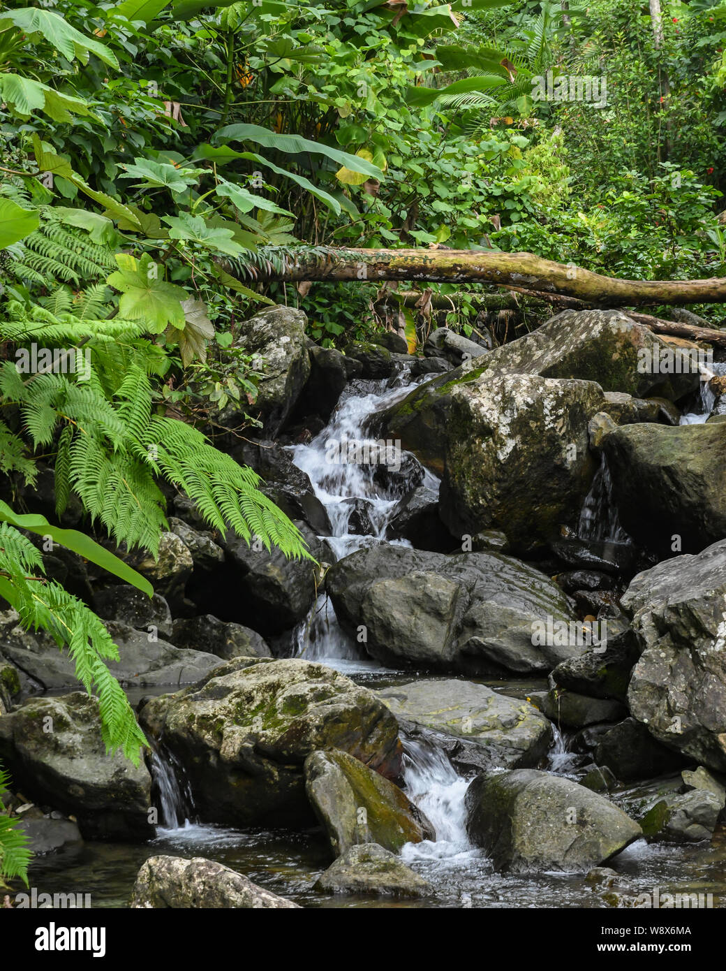 Cascades d'eau dans le ruisseau rainforest Banque de photographies et d ...
