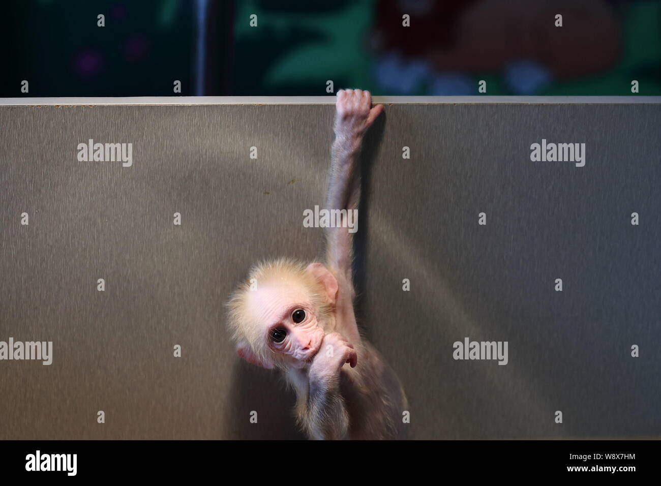 Petit moignon-tailed macaque Mao Mao détient lui-même de tomber du haut ...