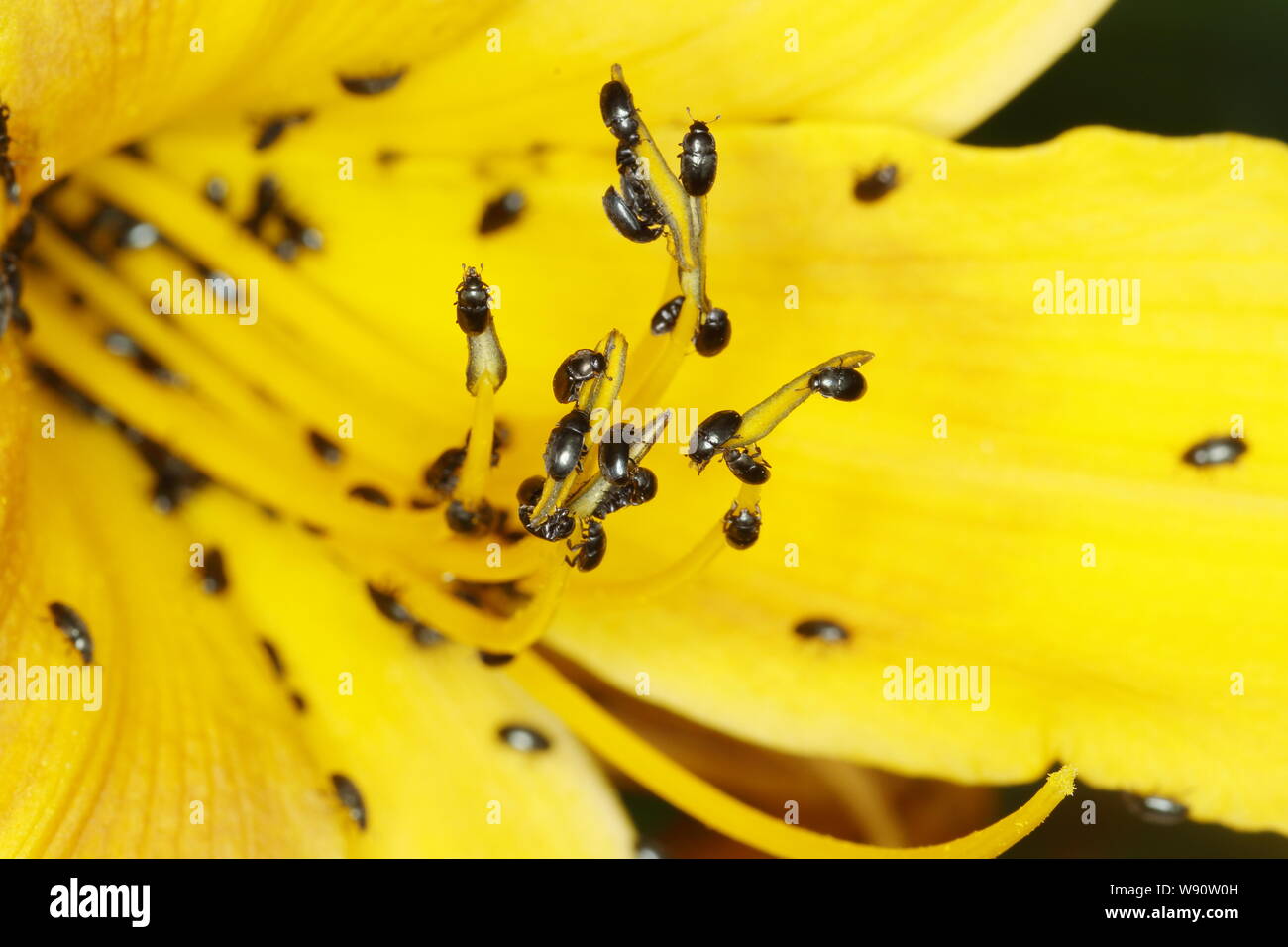 Pollen beetles Banque de photographies et d’images à haute résolution - Alamy