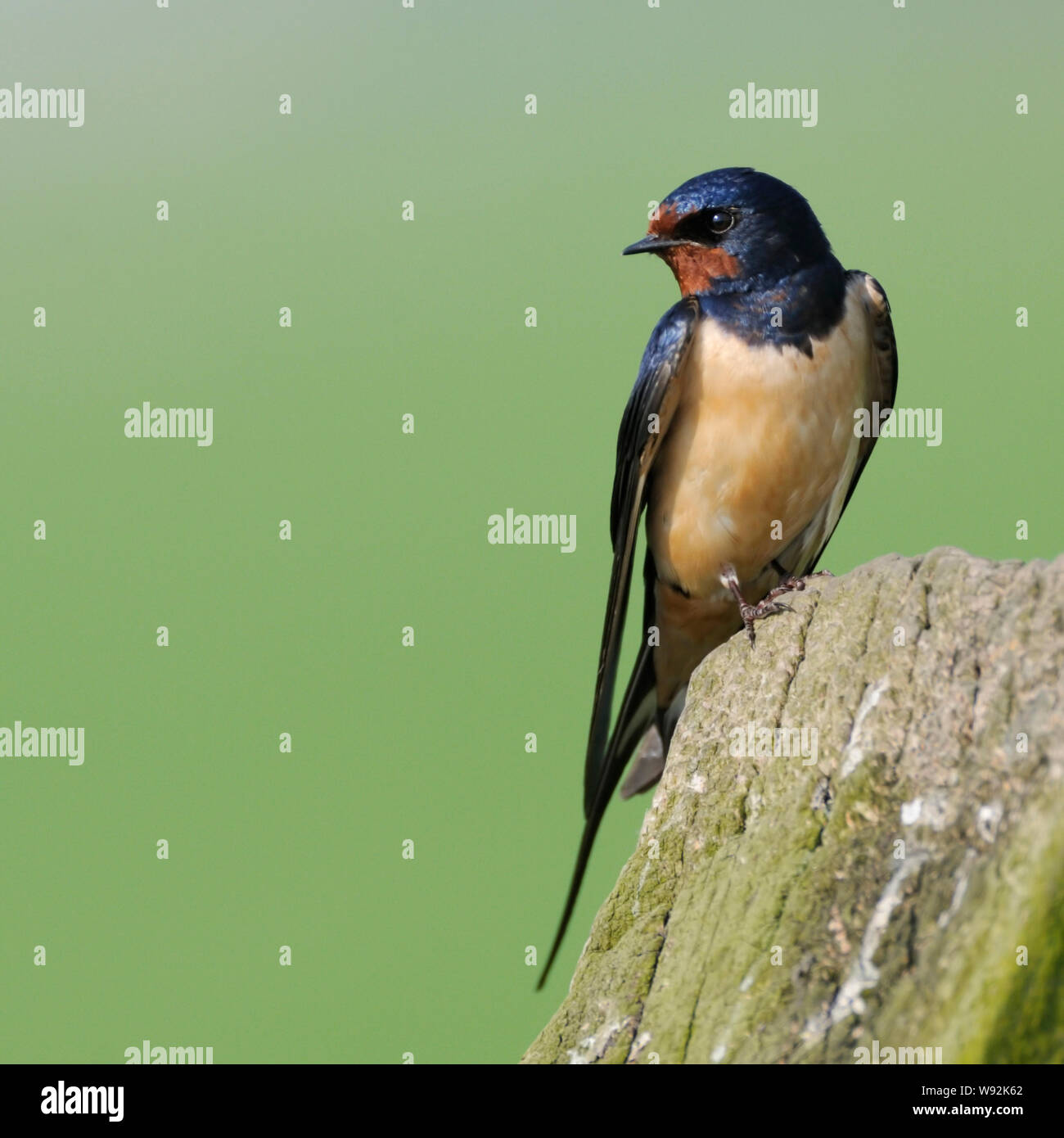 Hirondelle rustique (Hirundo rustica), adulte, perché sur un vieux ...
