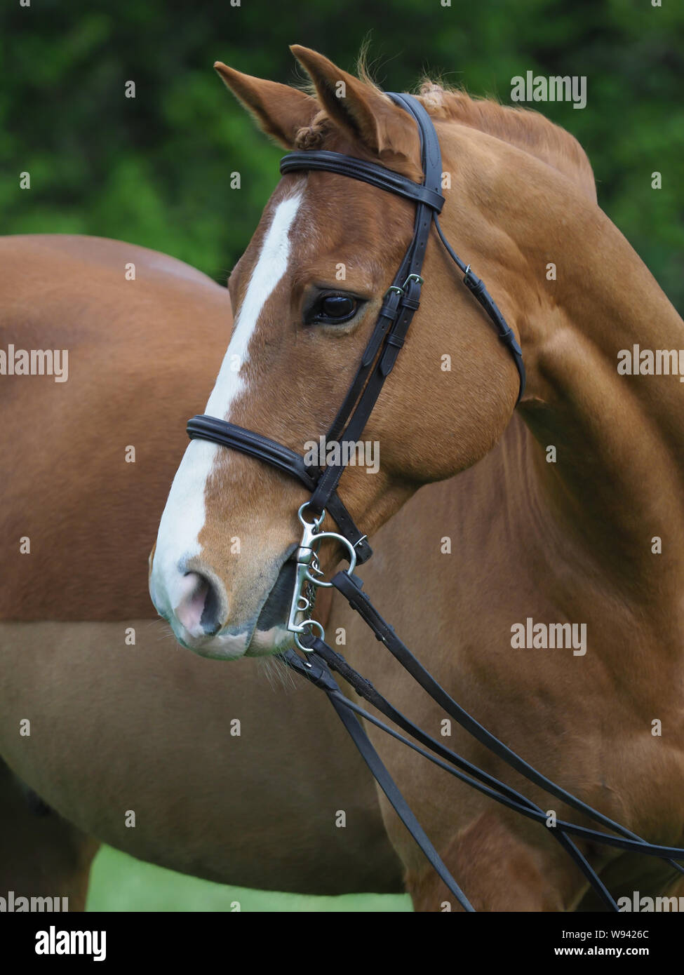 Cheval alezan Banque de photographies et d’images à haute résolution ...