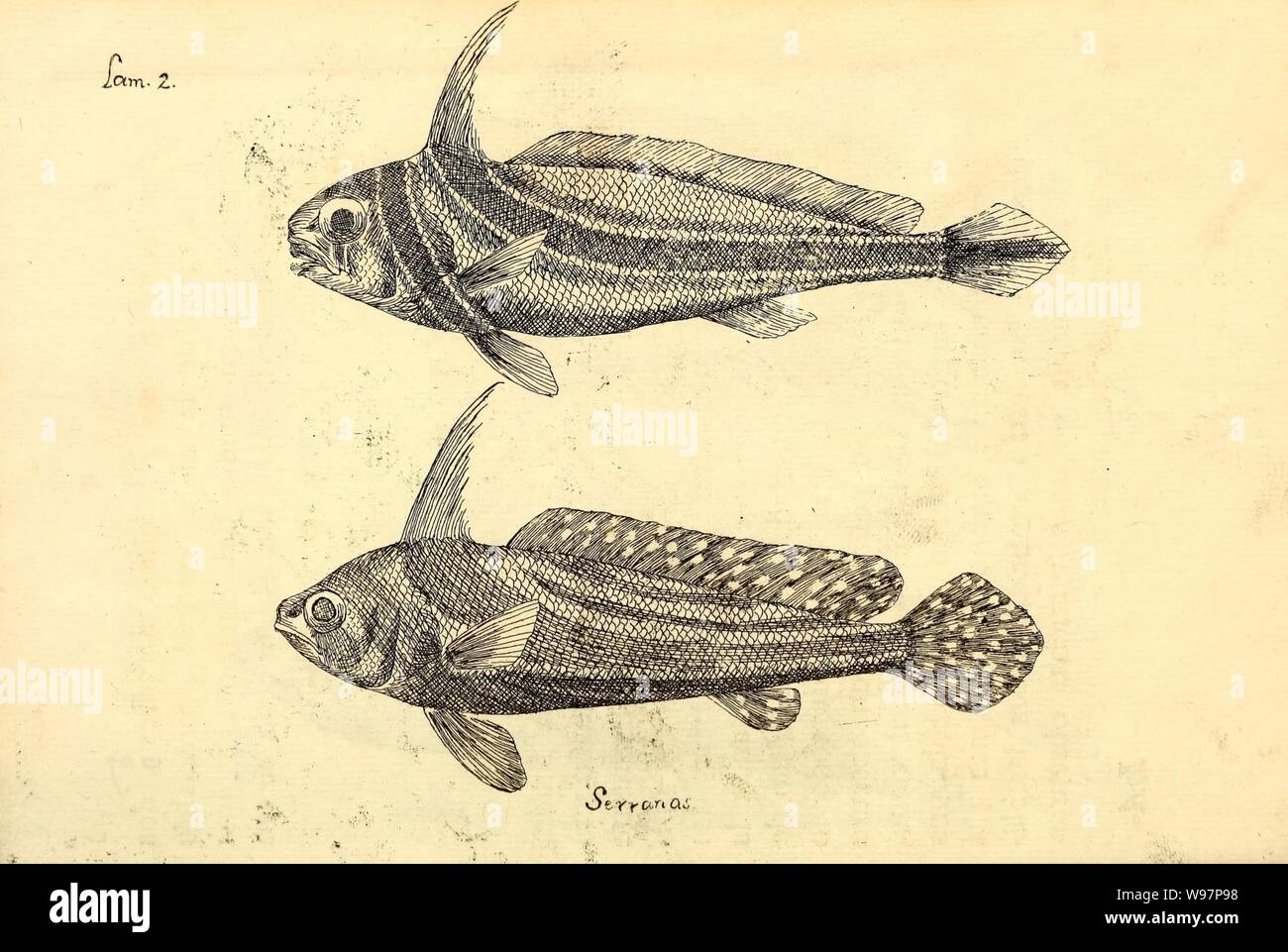 Descripcion diferentes de piezas de historia natural las mas del ramo ...