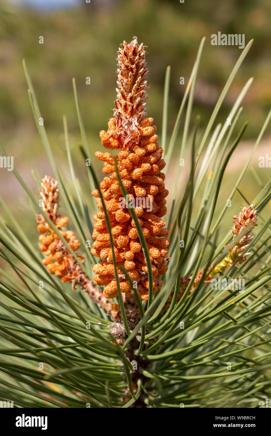 Pinus pinaster cone Banque de photographies et d’images à haute ...
