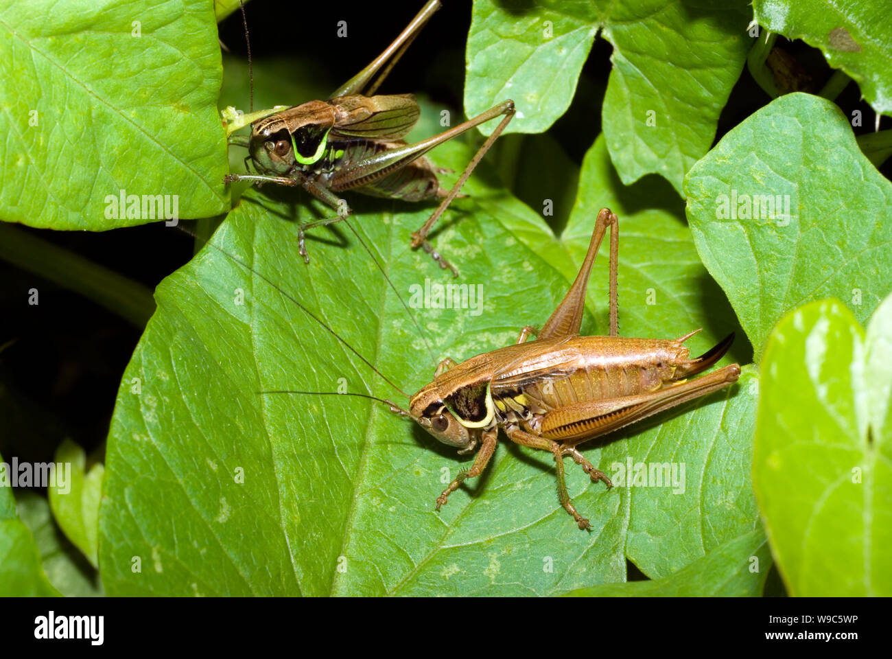 Crickets insect Banque de photographies et d’images à haute résolution ...