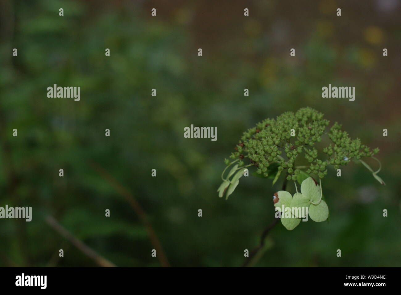 Feuillage vert Banque de photographies et d’images à haute résolution ...