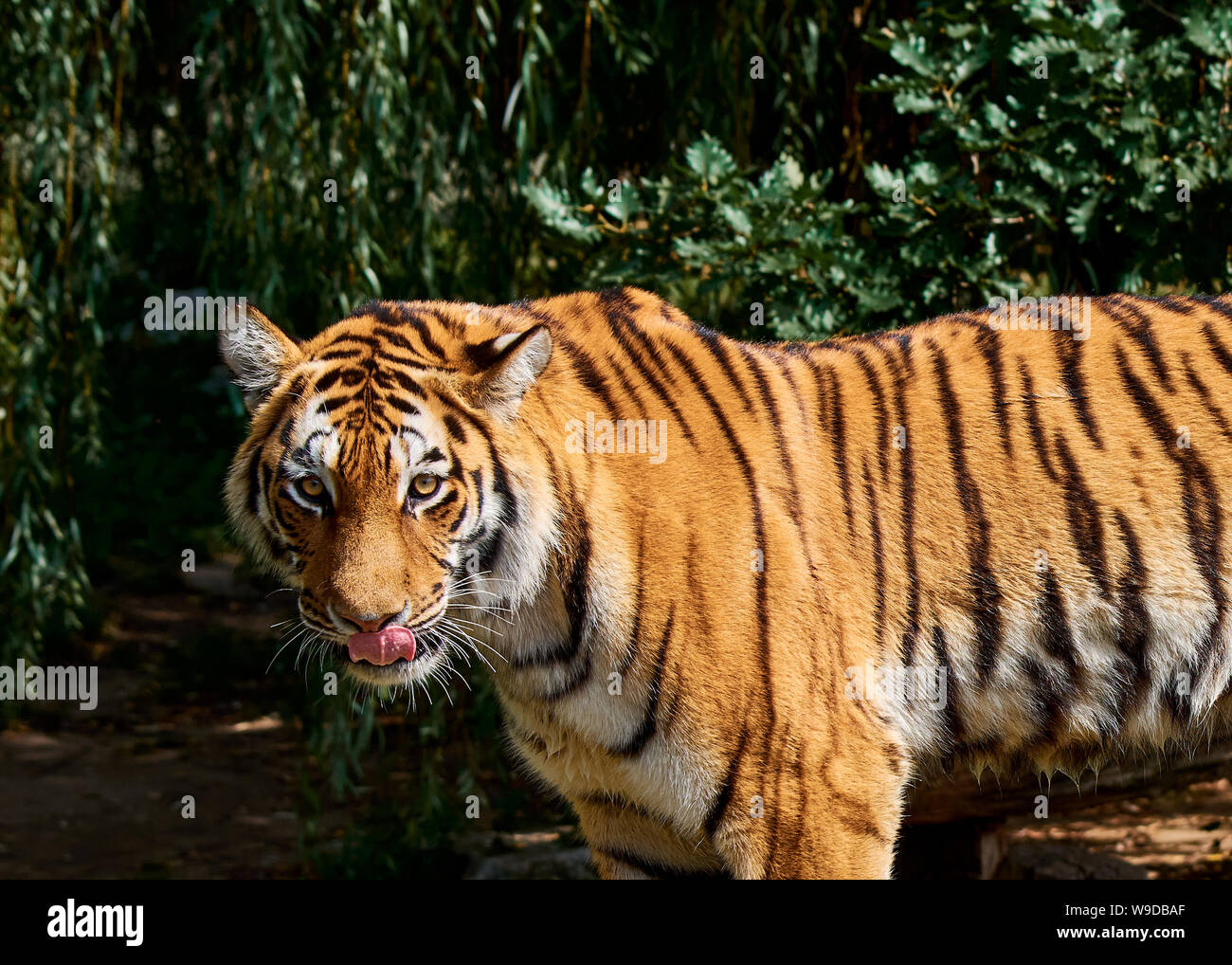 Tigre des bois Banque de photographies et d’images à haute résolution ...