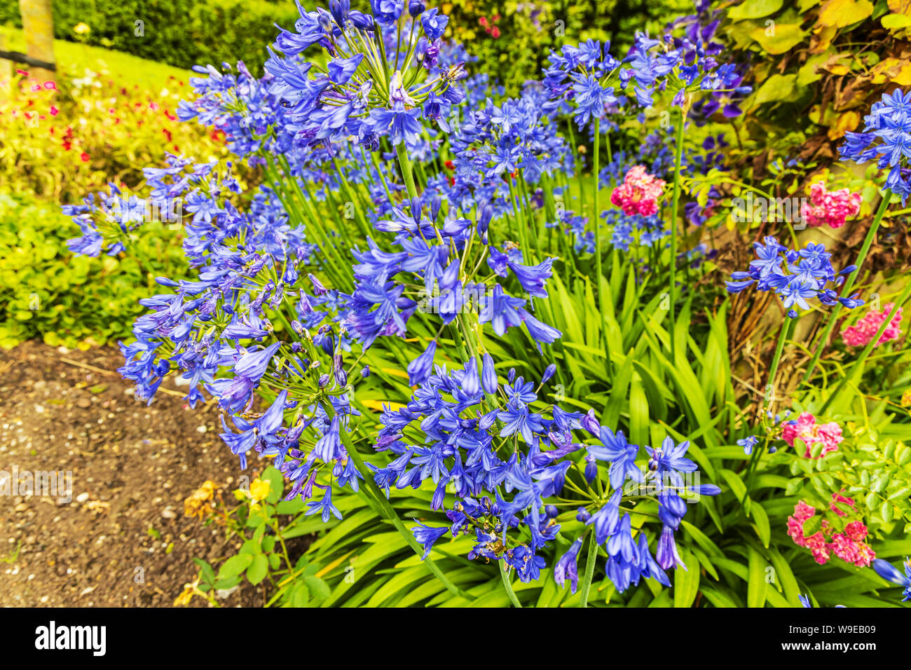Plante Vivace Rhizomateuse Banque d'image et photos - Alamy