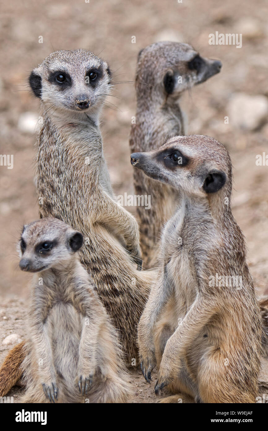 Meerkats group Banque de photographies et d’images à haute résolution ...