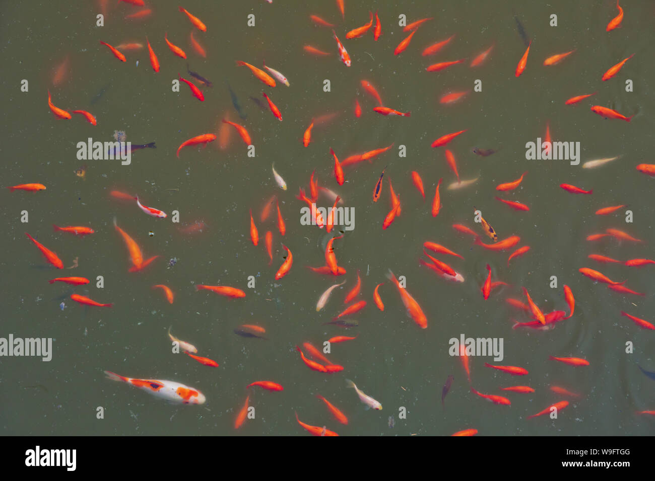 Le poisson rouge est un poisson. Amazing belle couleur rouge-orange vif ...