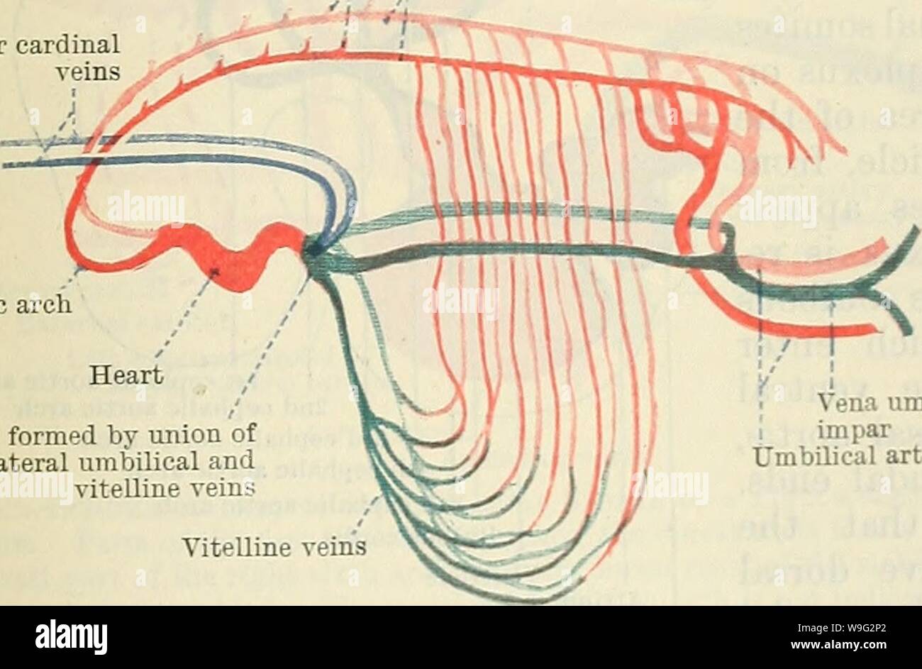 Artères vitellines Banque de photographies et d’images à haute ...