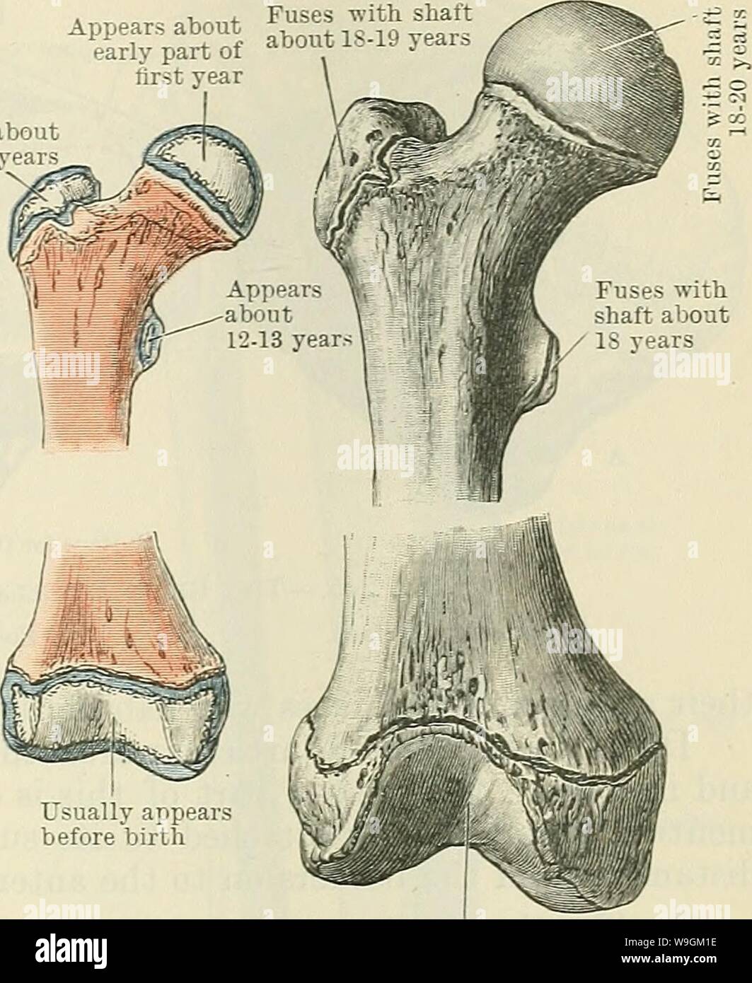 Ossification of the femur Banque de photographies et d’images à haute ...