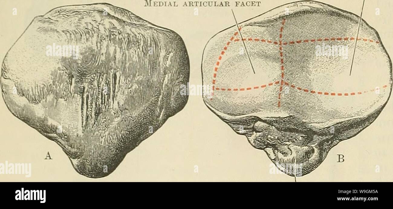 Medial condyle Banque de photographies et d’images à haute résolution ...