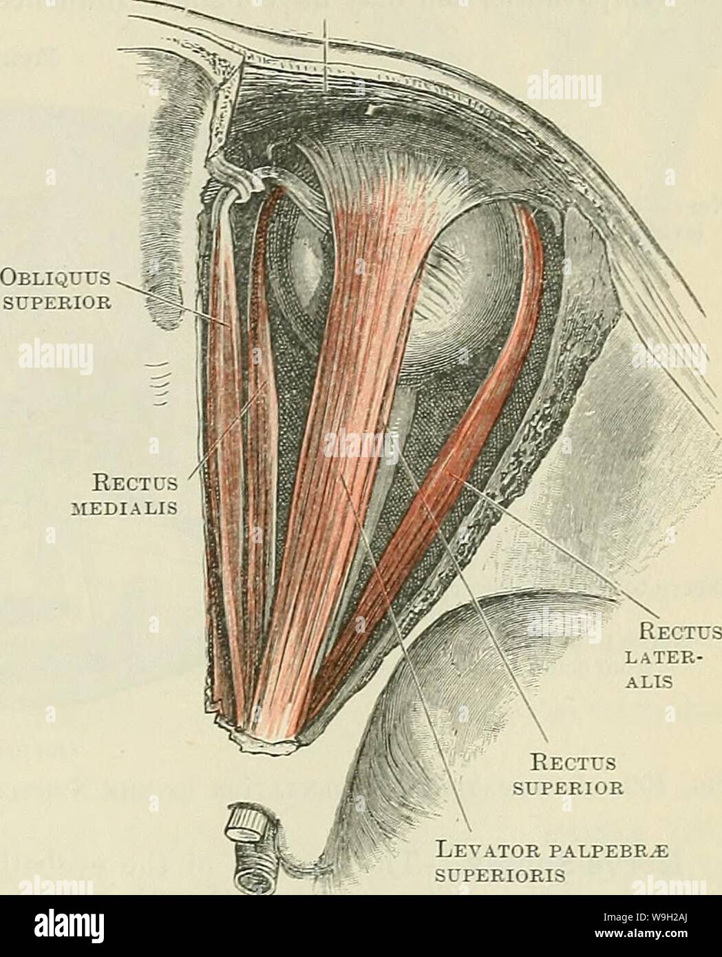 Muscles recti Banque de photographies et d’images à haute résolution ...