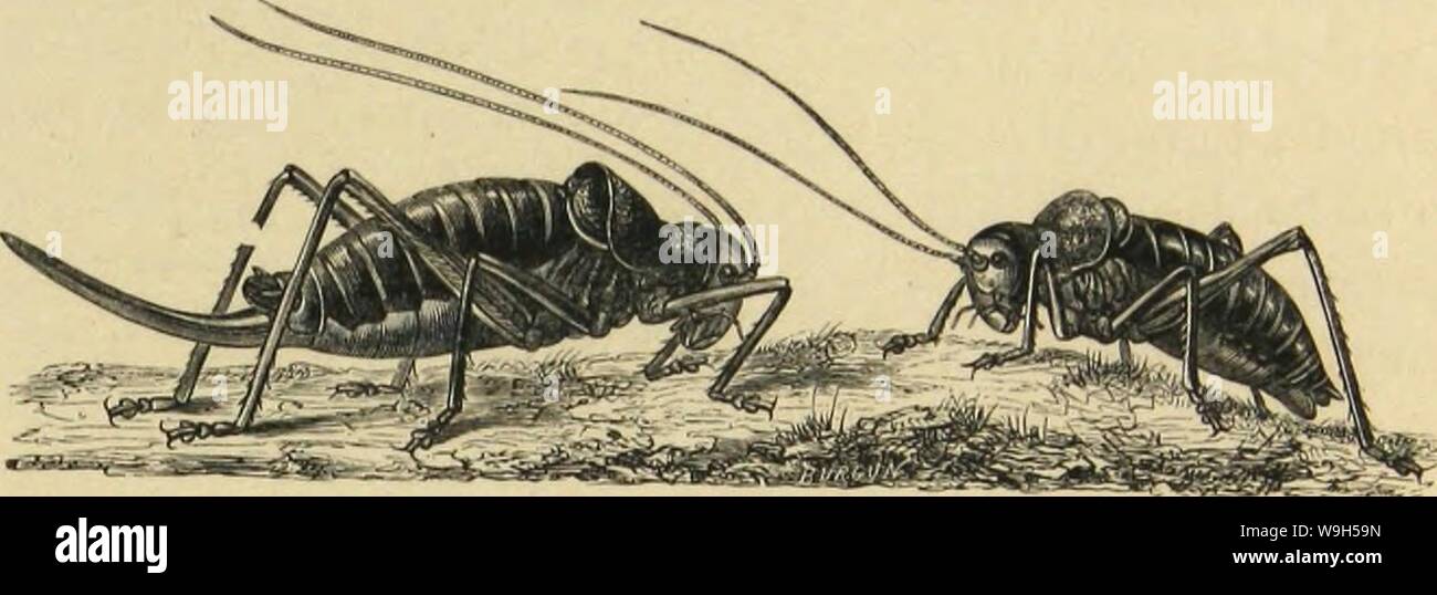 Insecte Brun Banque d'image et photos - Alamy