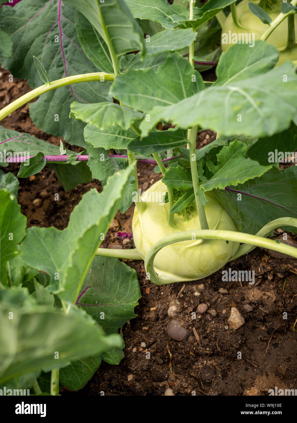 Veg patch Banque de photographies et d’images à haute résolution - Alamy