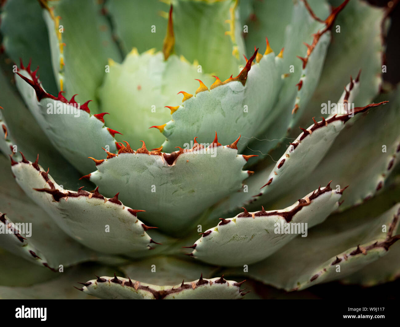 Agave parrasana Banque de photographies et d’images à haute résolution ...