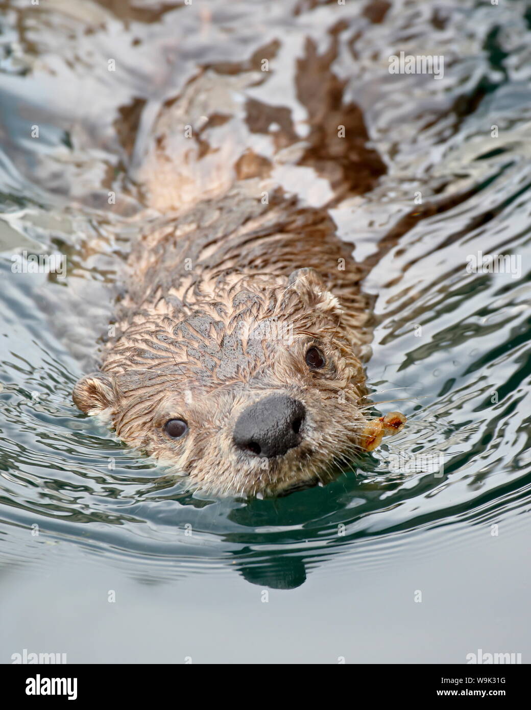 Lutra canadensis Banque de photographies et d’images à haute résolution ...