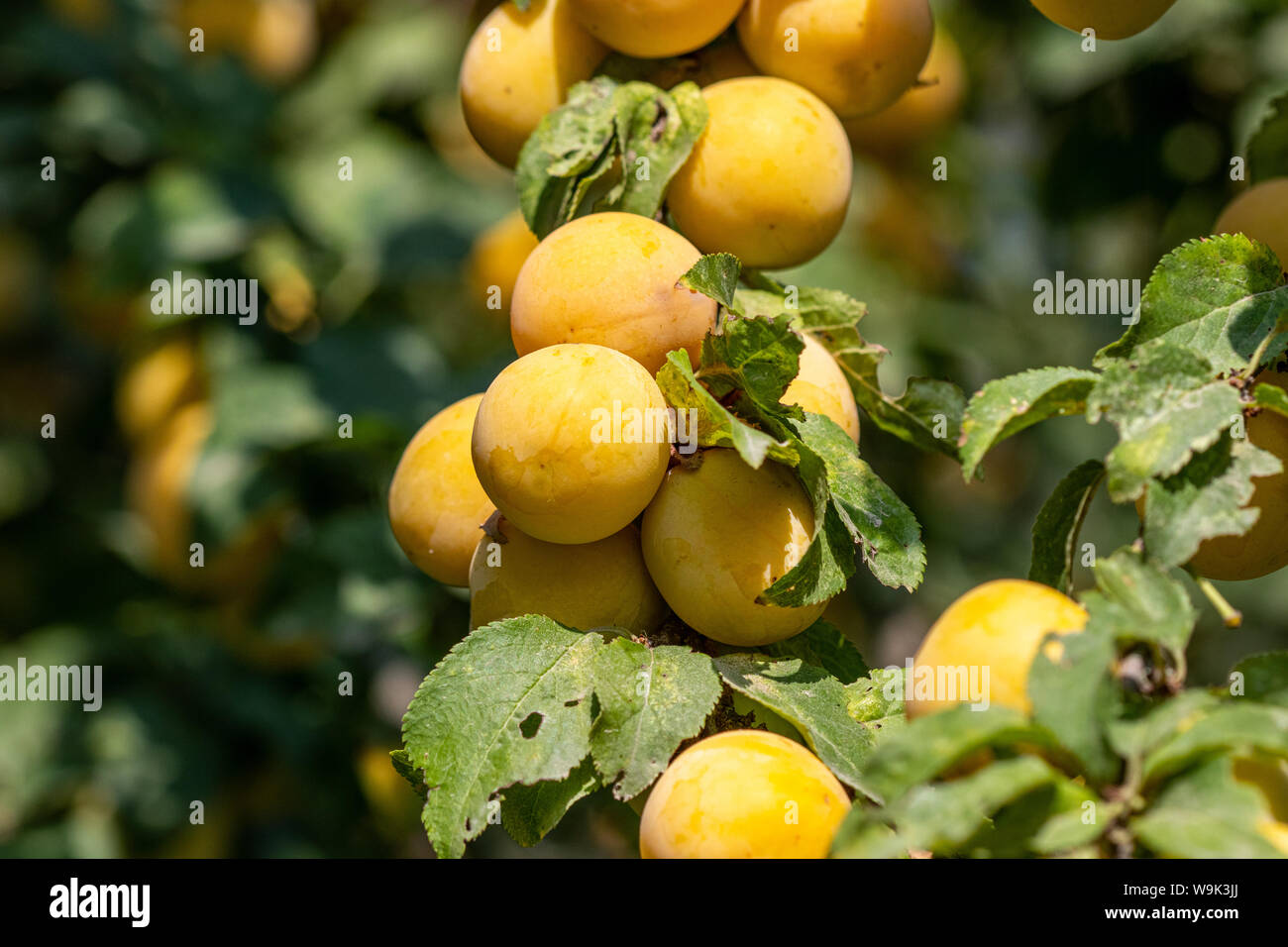 Arbre mirabelles Banque de photographies et d’images à haute résolution ...