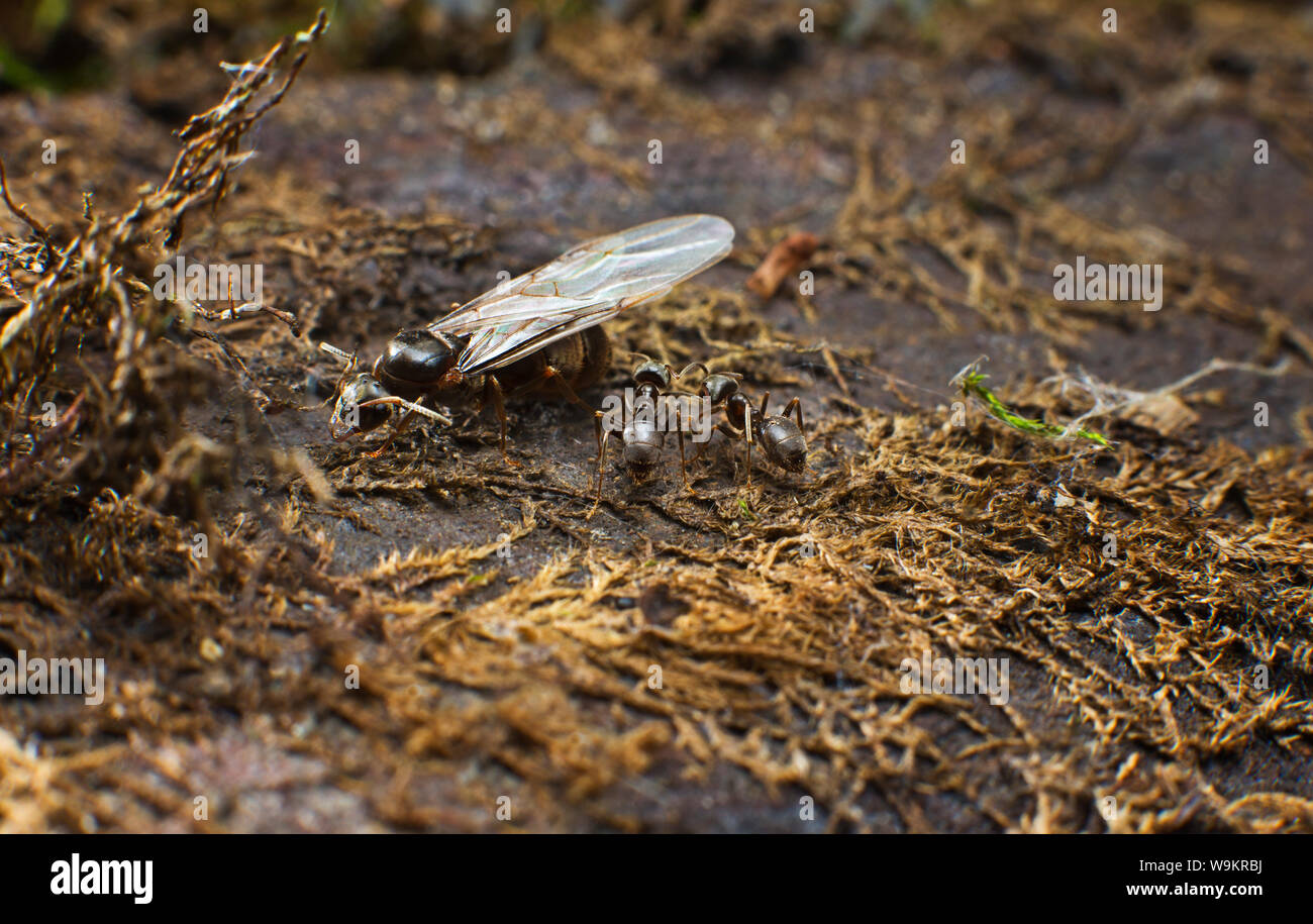 Reine fourmi Banque de photographies et d’images à haute résolution - Alamy