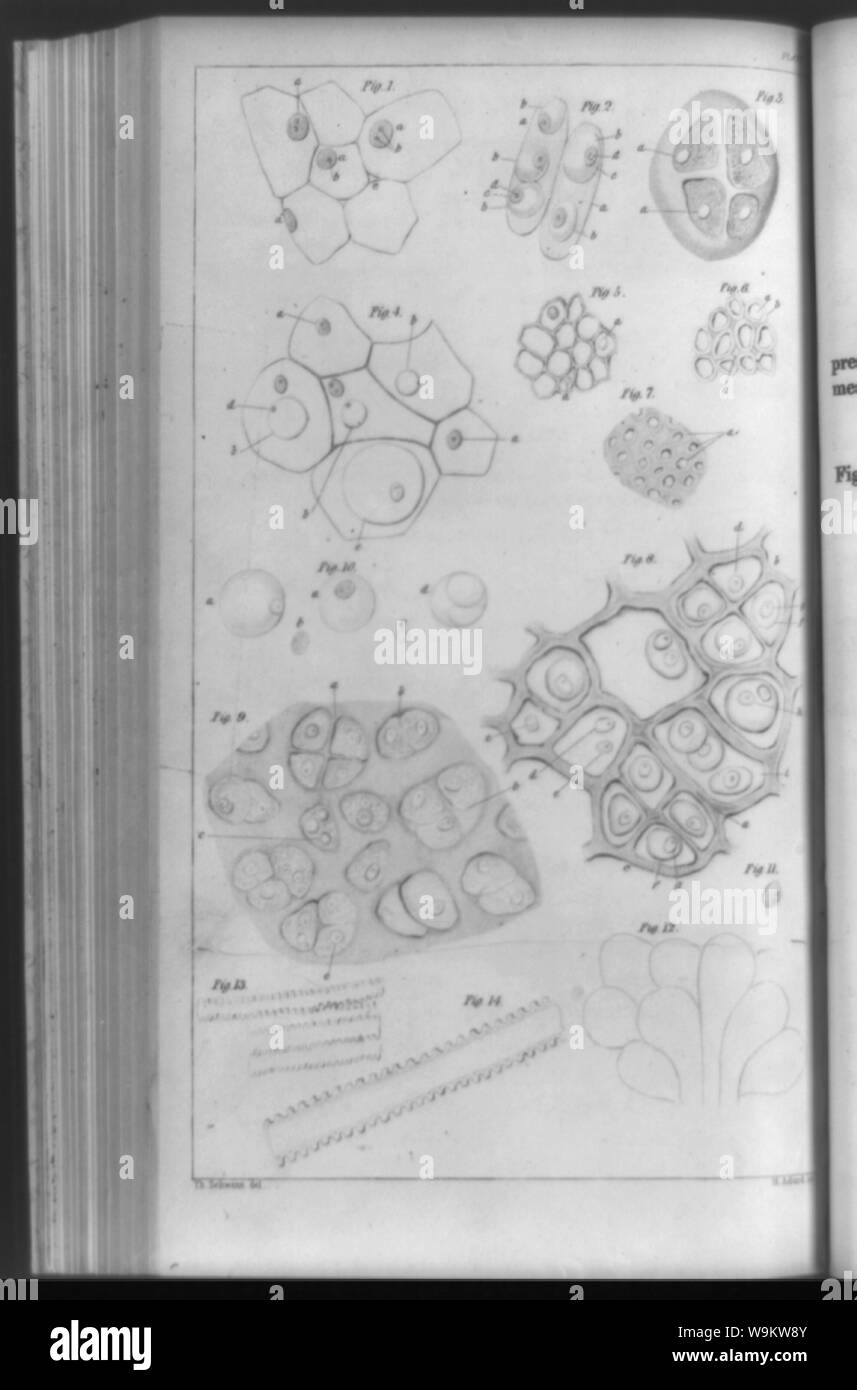 Les cellules animales et végétales tirées de montrer leur même nature ...