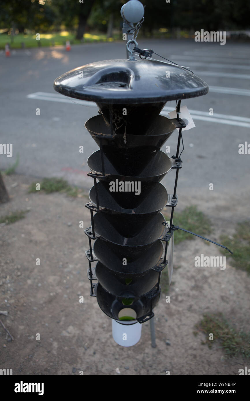 Foreur polyphage Banque de photographies et d’images à haute résolution ...