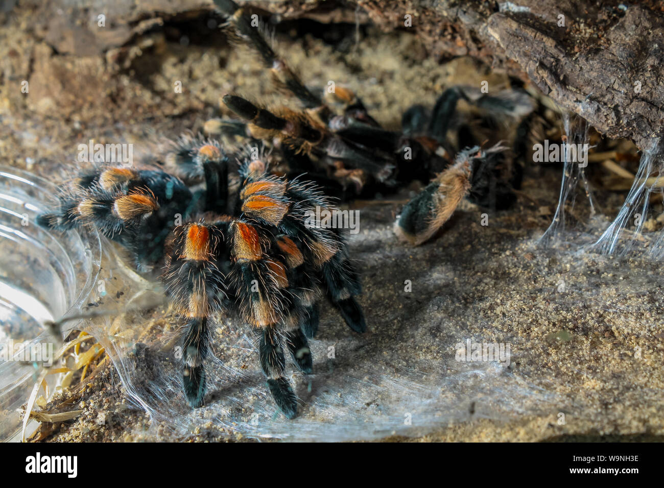Exosquelette animal Banque de photographies et d’images à haute ...