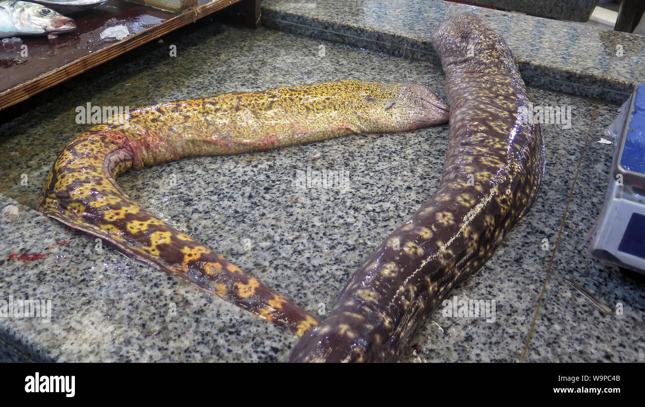 Deux morey sur l'anguille en dalle Tanger marché aux poissons, Maroc ...