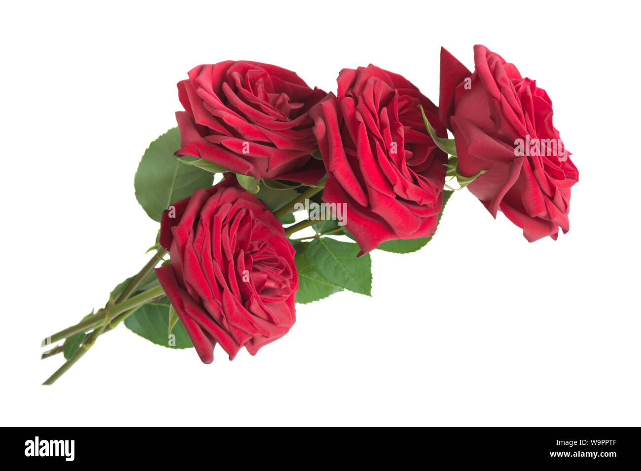 Rose ruby wedding flower Banque d'images détourées - Alamy